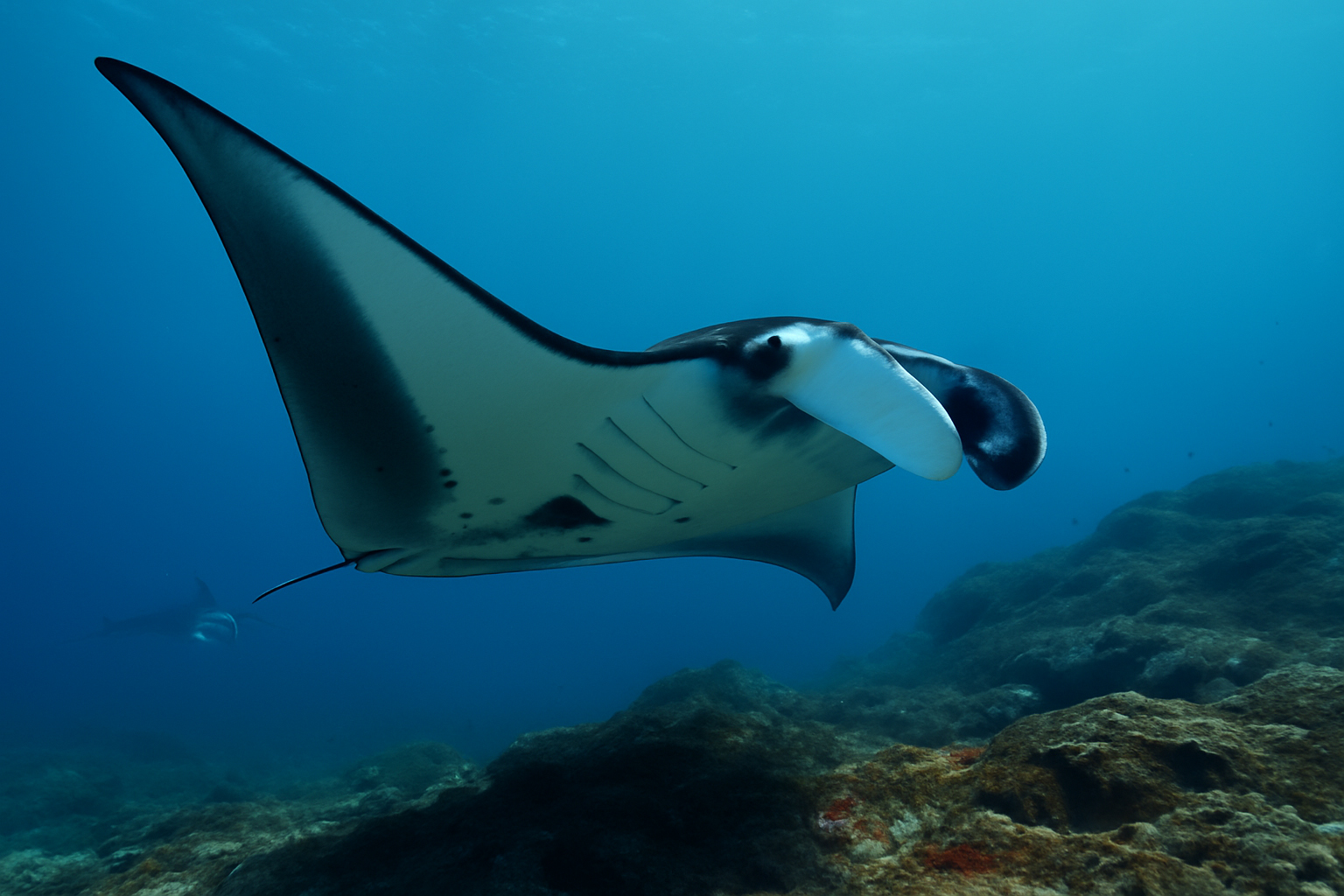 Manta Point Nusa Penida: How to Swim with Giant Manta Rays and Plan the ...